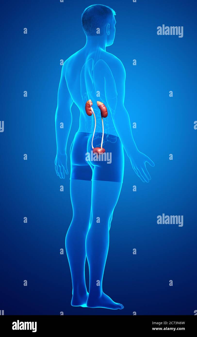 3d rendered, medically accurate illustration of the kidneys Stock Photo ...