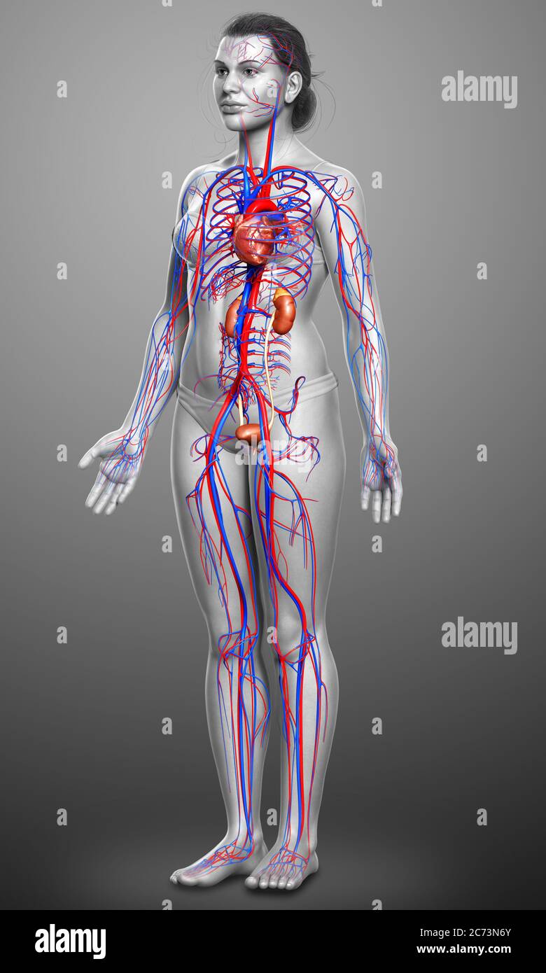 3d rendered, medically accurate illustration of the female kidneys and ...