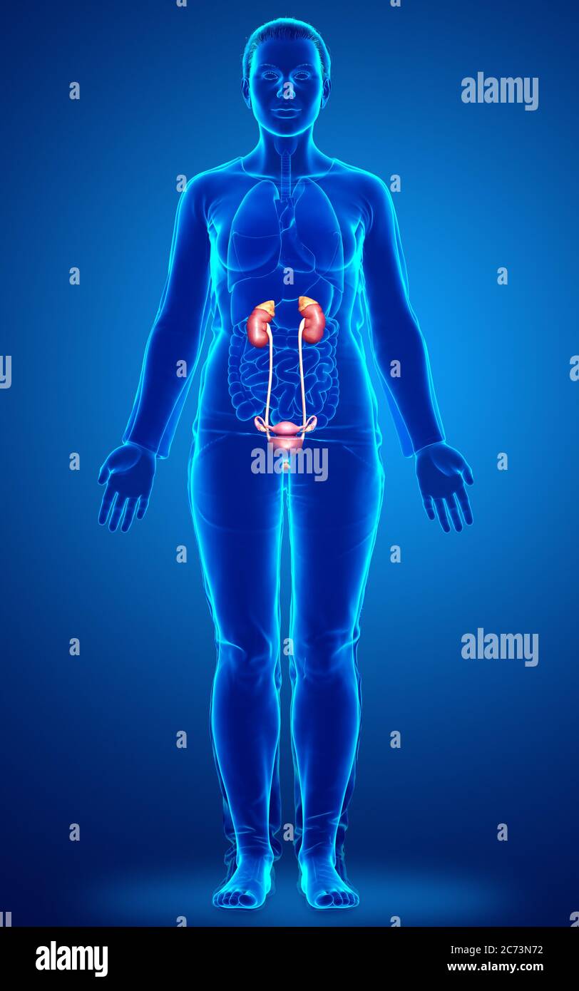 3d rendered, medically accurate illustration of female kidneys Stock ...