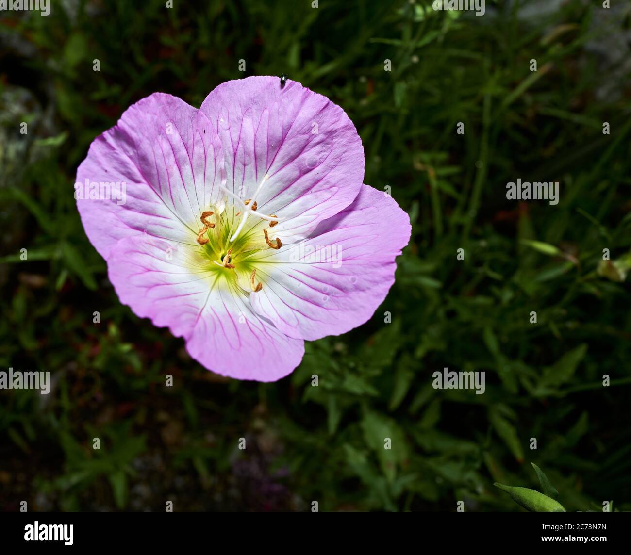Pink primrose hi-res stock photography and images - Alamy