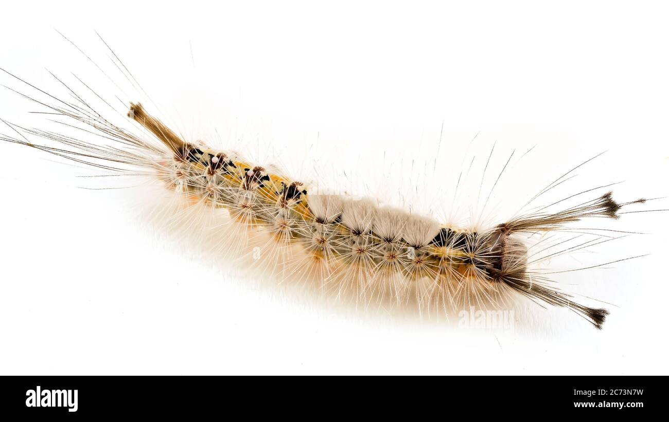 Tussock Moth Caterpillar Australia – VQTZLH