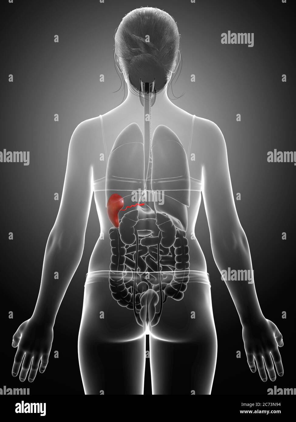 3d rendered, medically accurate illustration of a female Spleen Anatomy ...