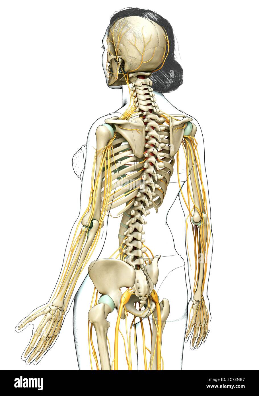 3d rendered medically accurate illustration of a female nervous system ...