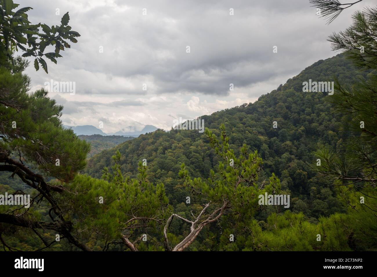 Pristine, untouched forest in the highlands, green hills Stock Photo ...