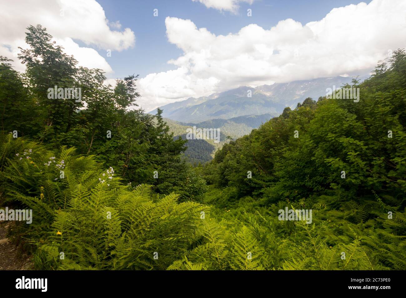 Pristine, untouched forest in the highlands, green hills Stock Photo ...