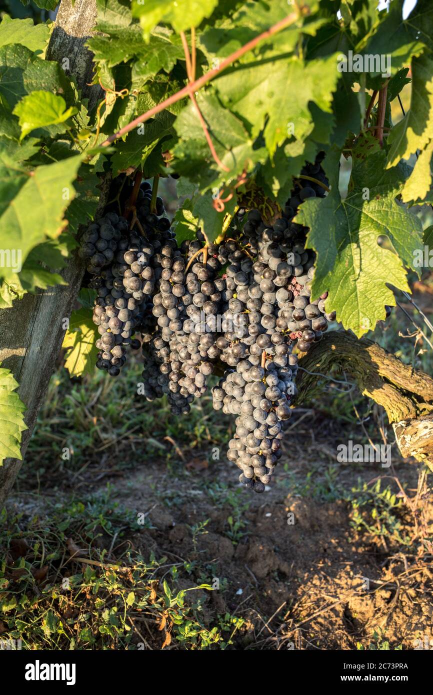 Appellation lussac saint emilion hi-res stock photography and images ...