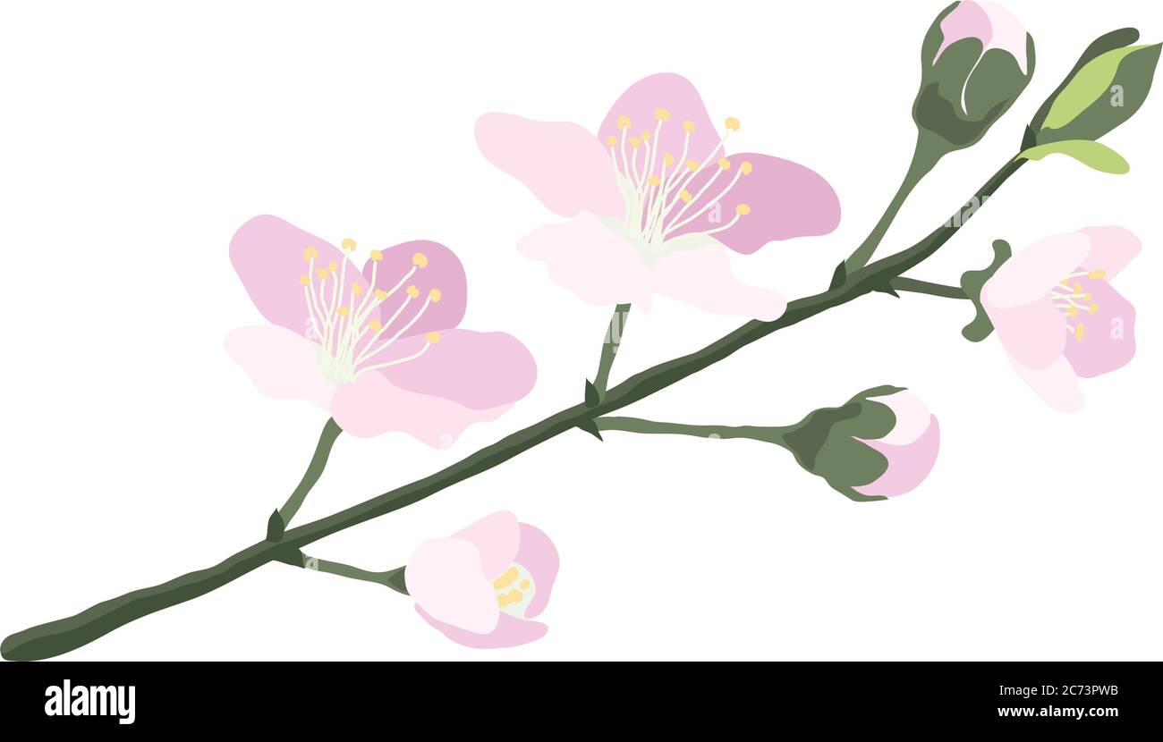 Cherry blossom, sakura branch with pink flowers and green leaves ...