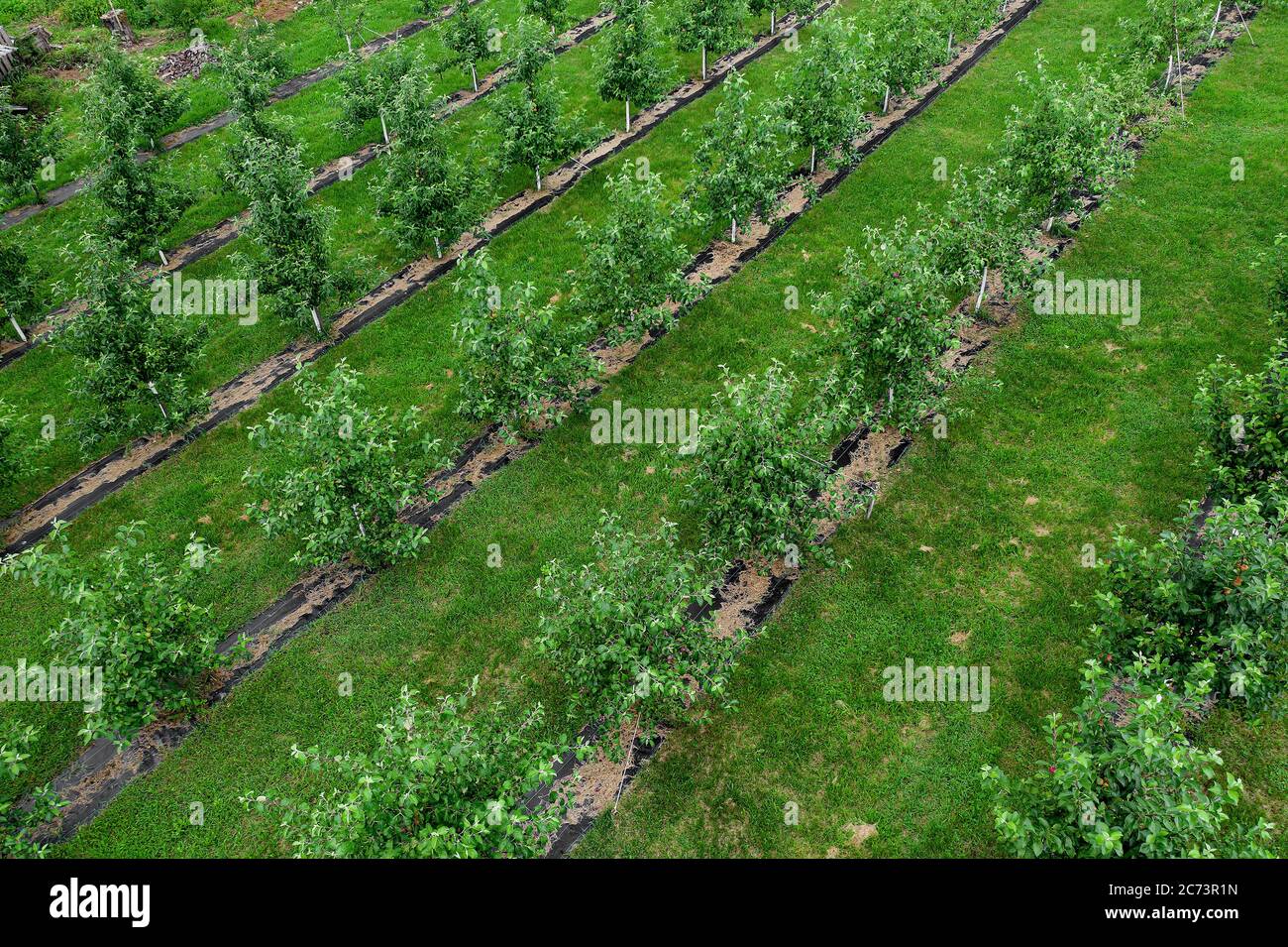 a young Apple orchard in the summer the top view Stock Photo - Alamy