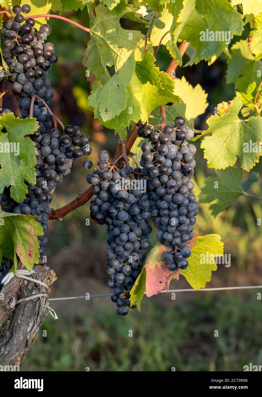Red wine grapes ready to harvest and wine production. Saint Emilion ...