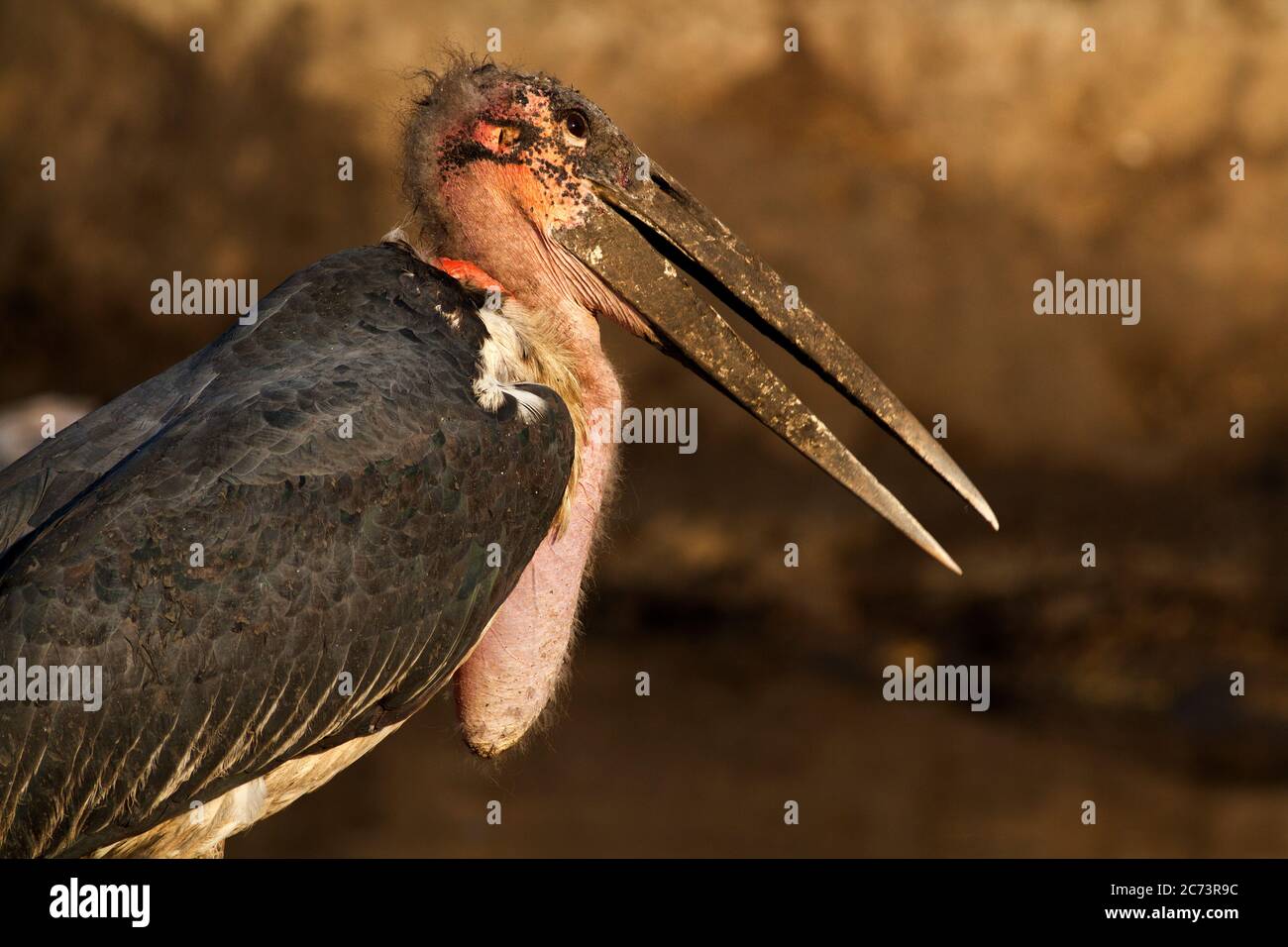 As the Katuma River dries up fishing for catfish becomes much easier ...