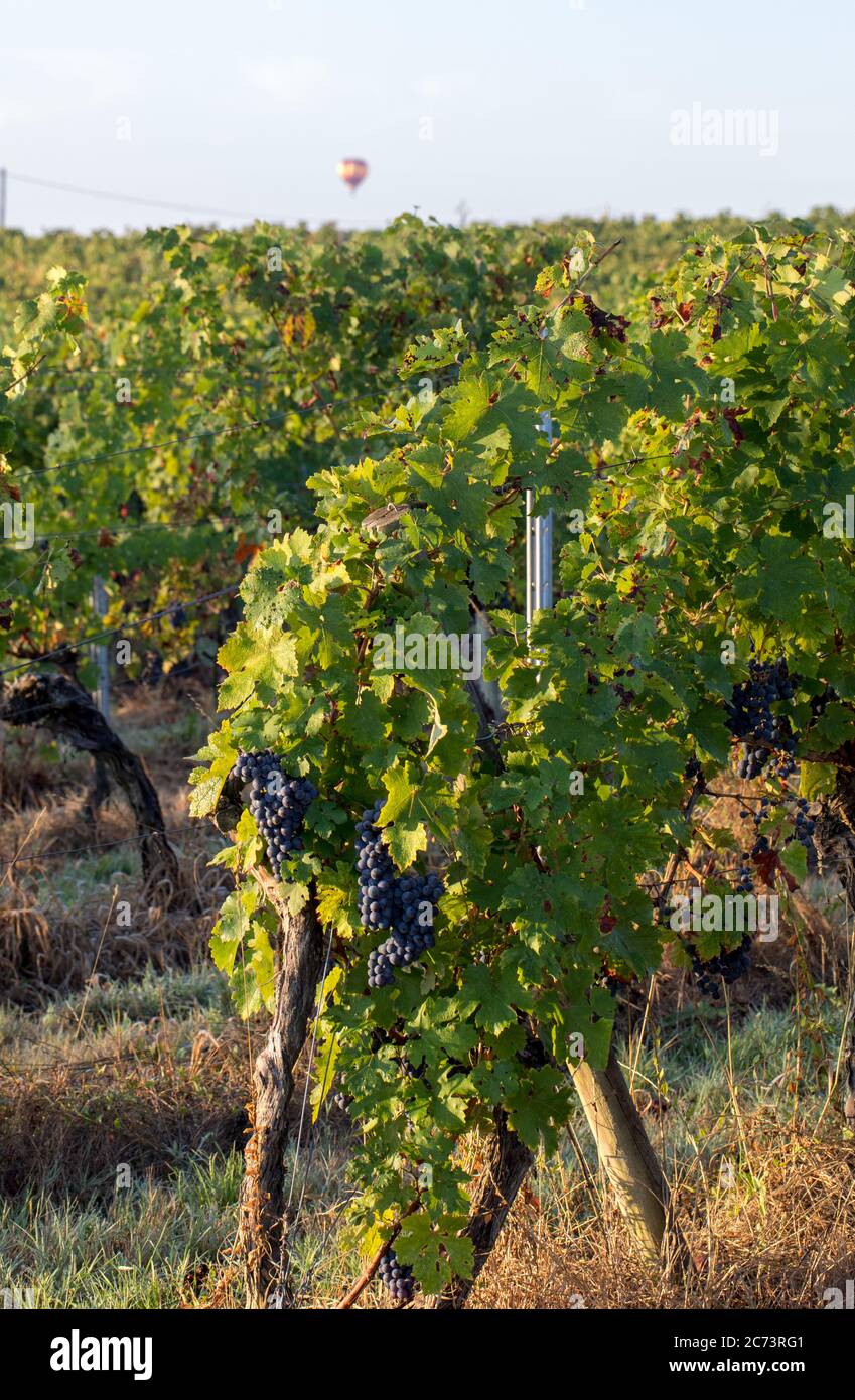 Appellation lussac saint emilion hi-res stock photography and images ...