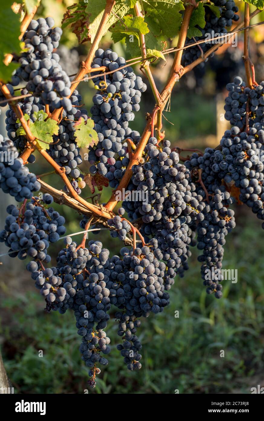 Close up of red merlot grapes in vineyard. Medoc, Gironde, Aquitaine ...
