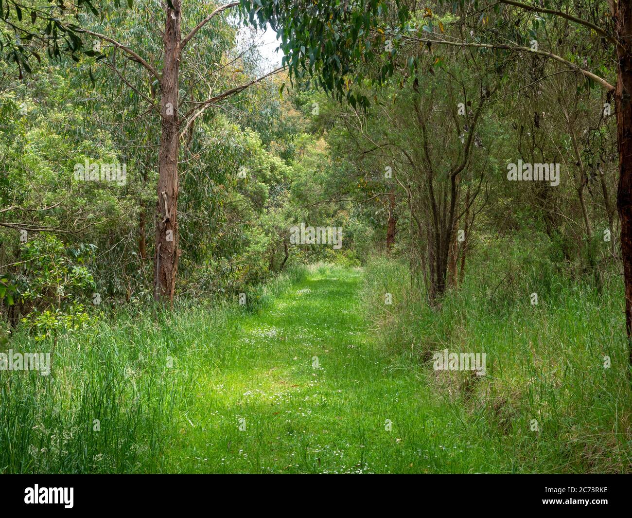 Fern Gully at Red Hill on the Mornington Peninsula Stock Photo - Alamy