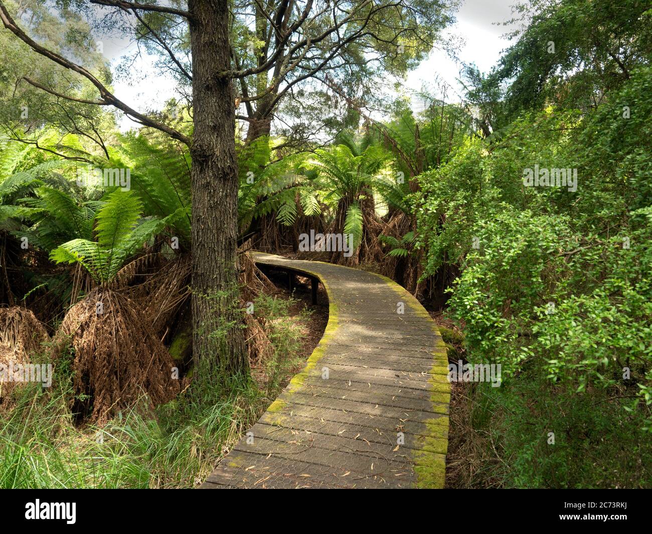 Fern Gully at Red Hill on the Mornington Peninsula Stock Photo - Alamy