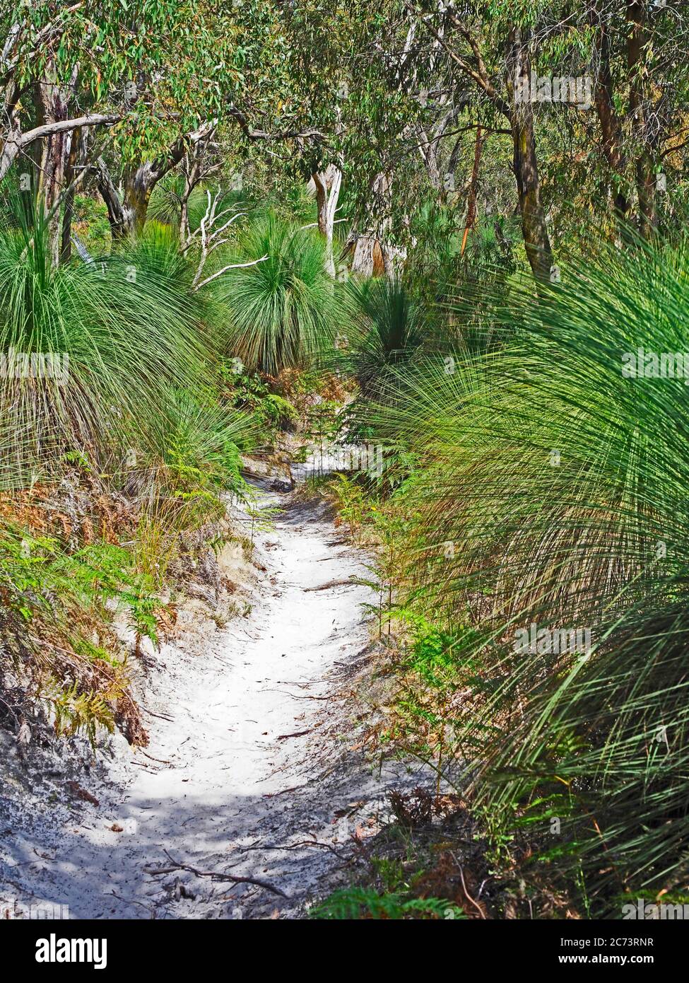 Australian native plants trees hi-res stock photography and images - Alamy