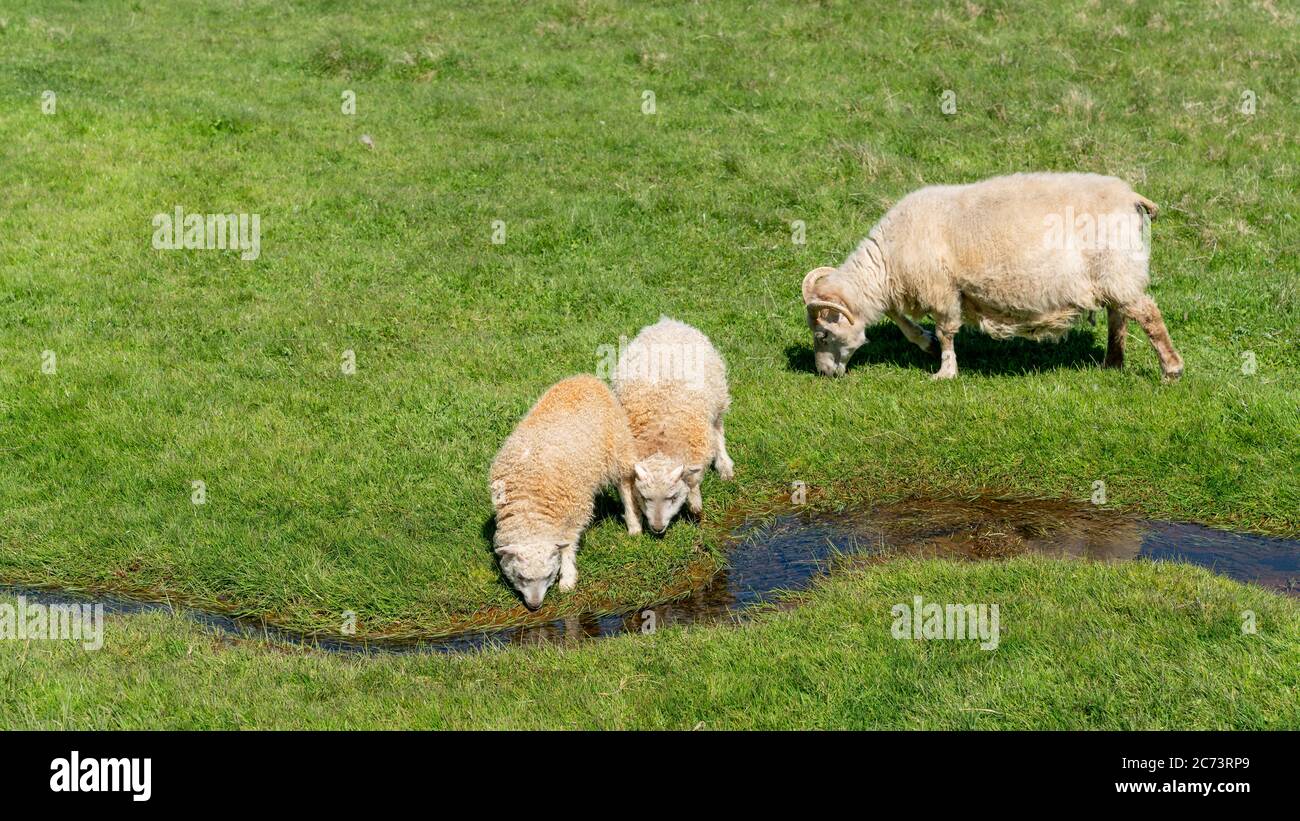Sheep drinking water from river hi-res stock photography and images - Alamy