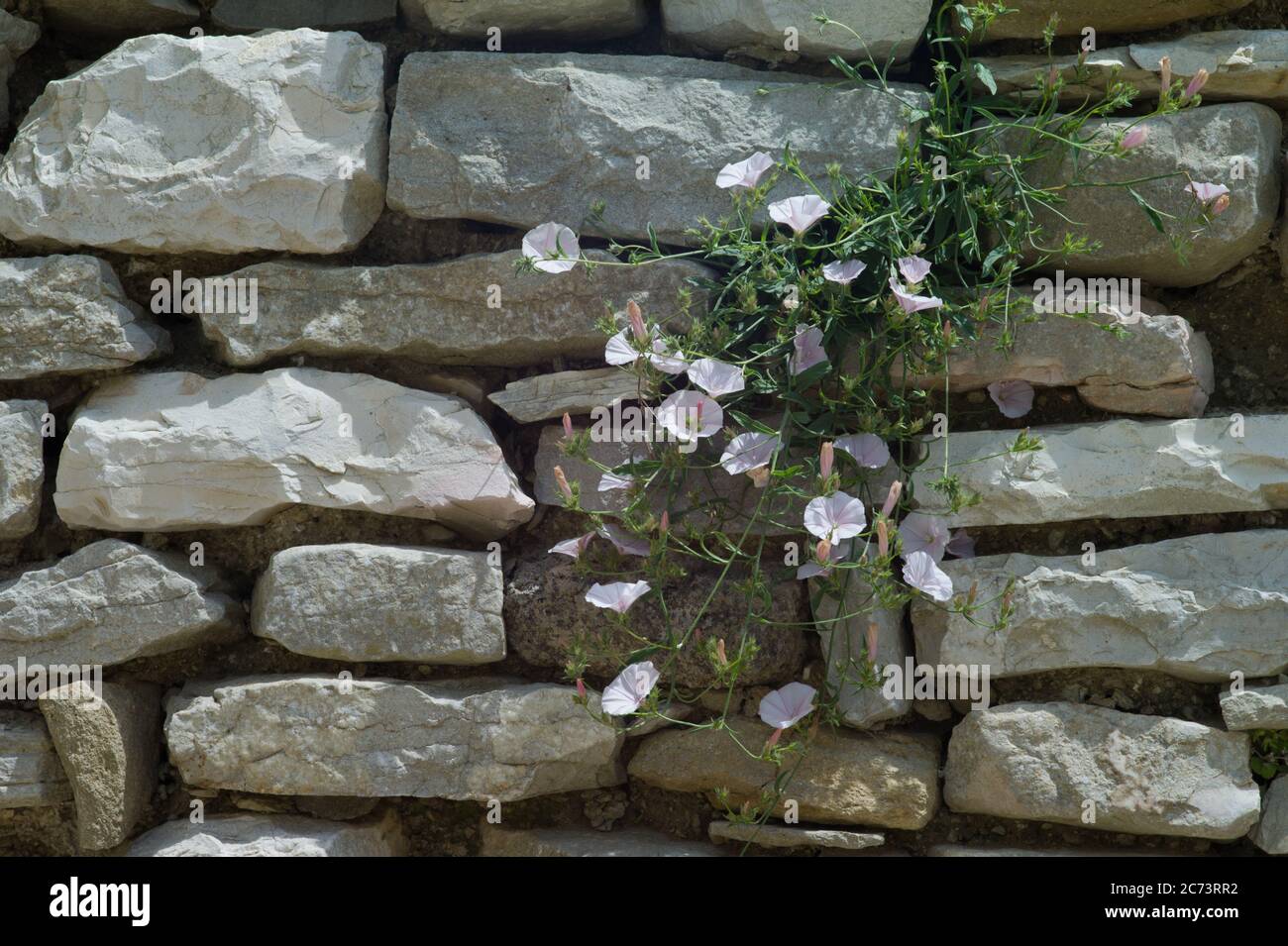 Stone wall made of natural rocks with plants and flowers between blocks ...