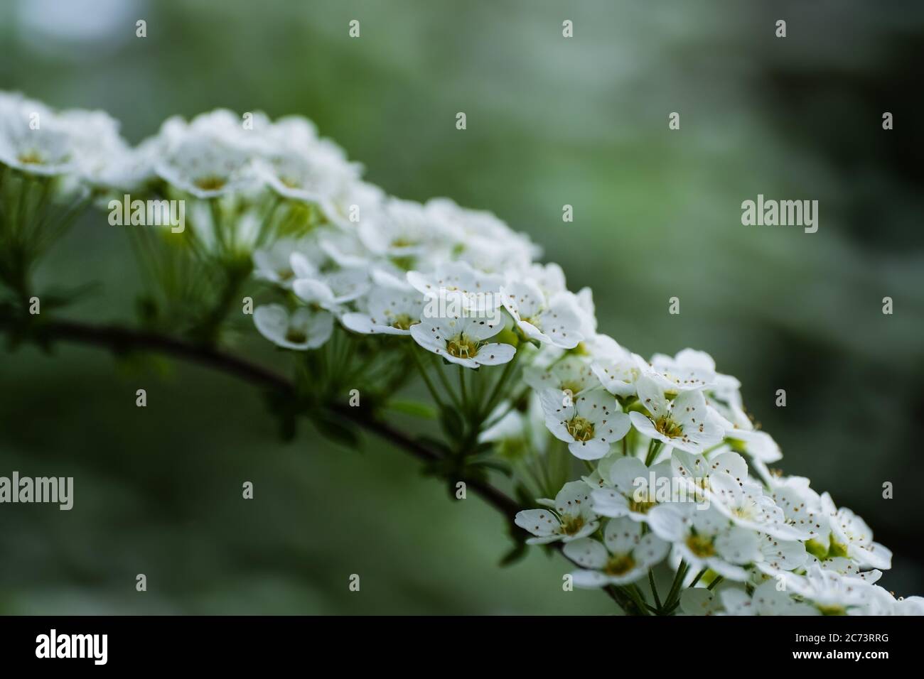 White blooming wild spirea flowers in spring. Blurred green background ...