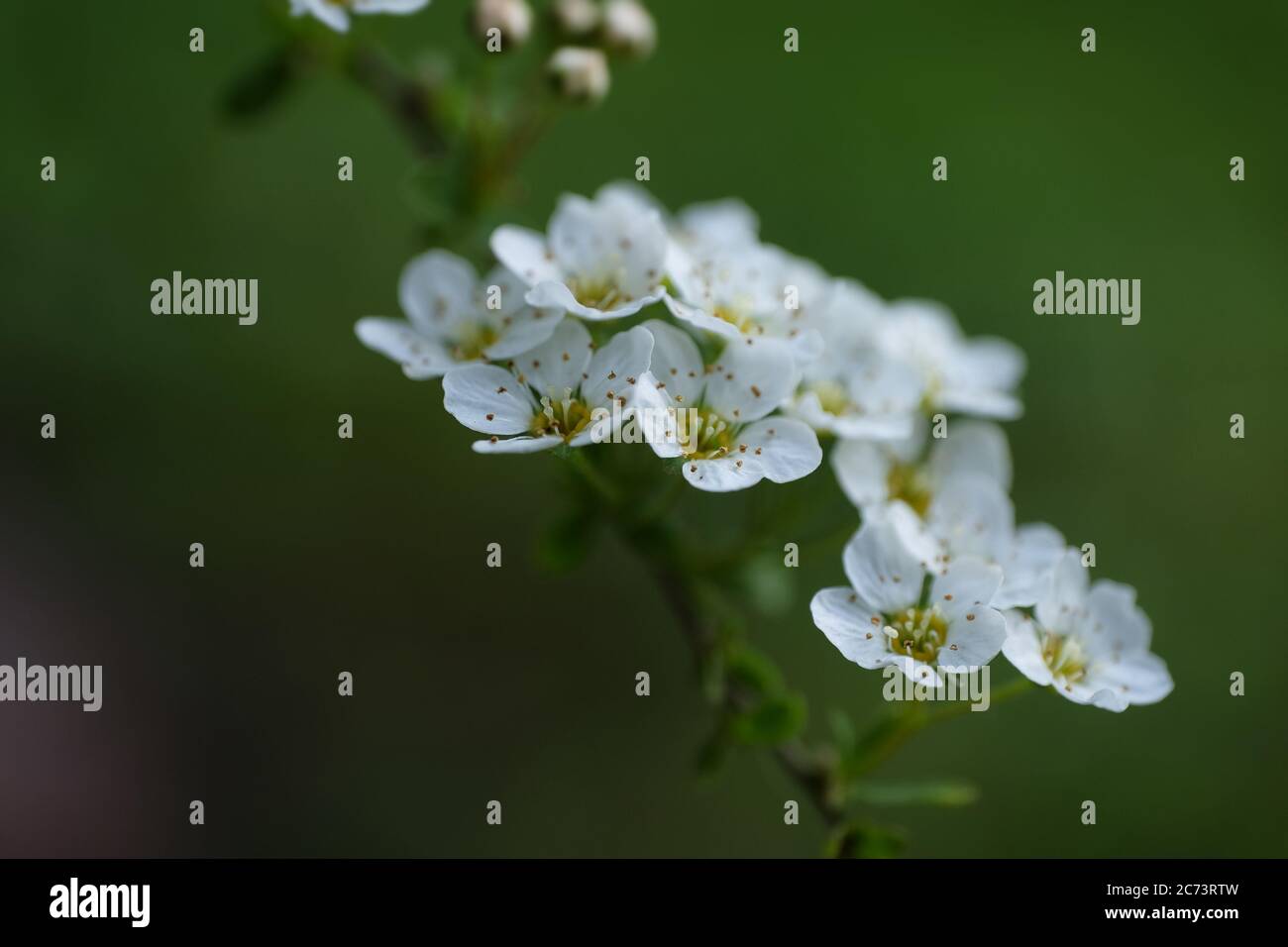 White blooming wild spirea flowers in spring. Blurred green background ...