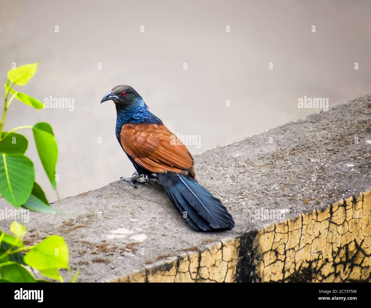 Long ledge hi-res stock photography and images - Alamy
