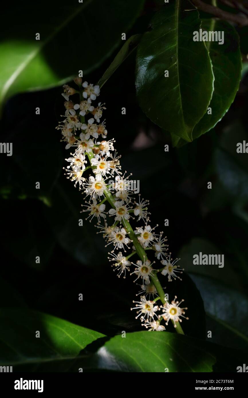 Laurus nobilis hedge hi-res stock photography and images - Alamy