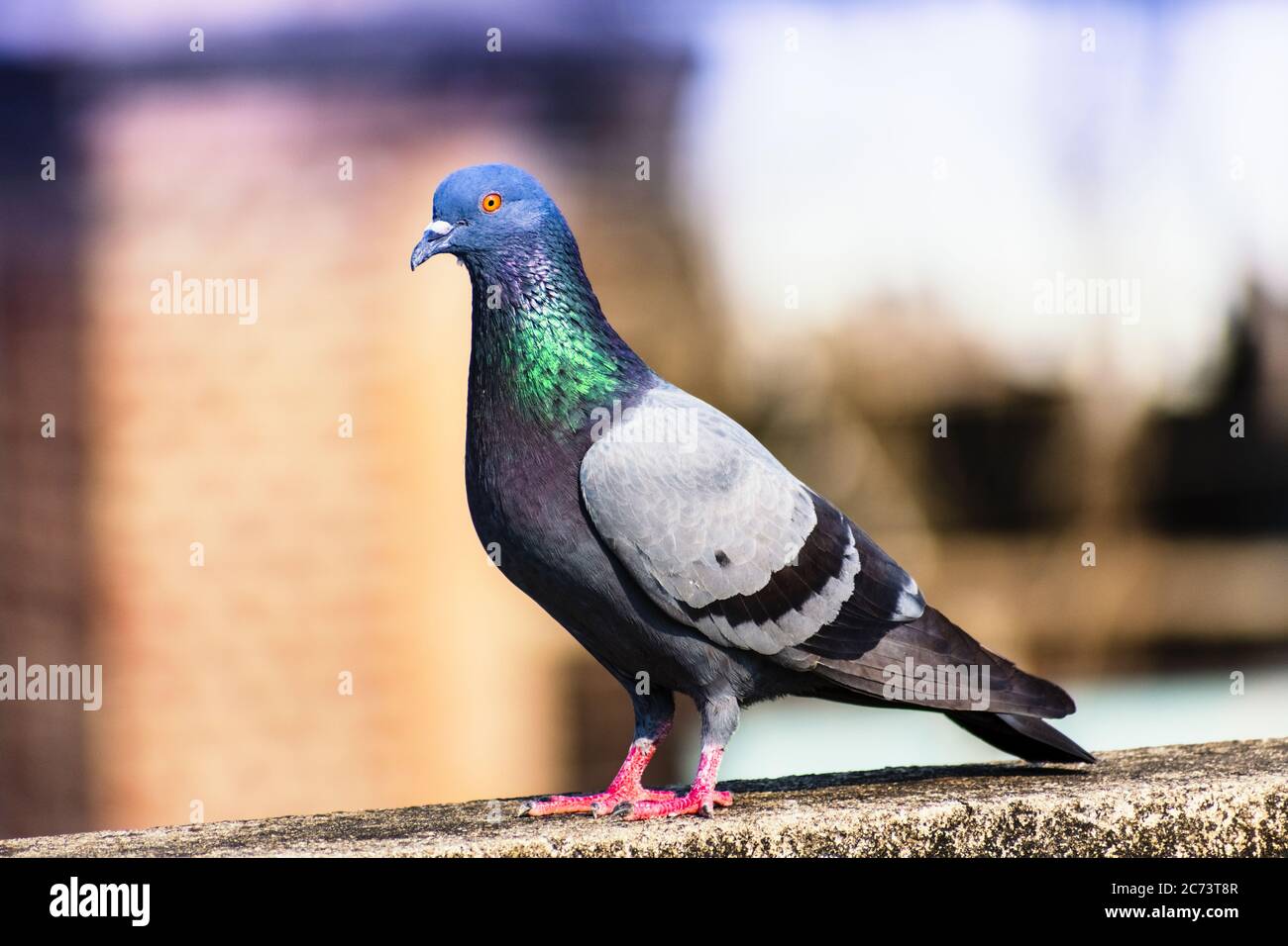 Photography of indian pigeon hi-res stock photography and images - Alamy