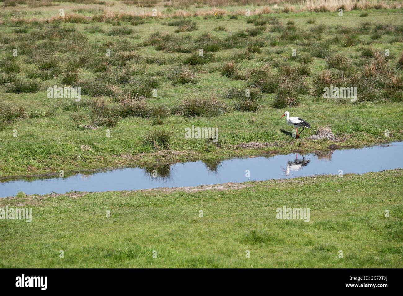 Giant Stork High Resolution Stock Photography and Images - Alamy