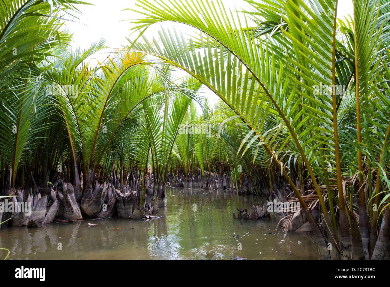 The unique and traditional coracle tour in Bay Mau coconut forest village, Vietnam Stock Photo ...