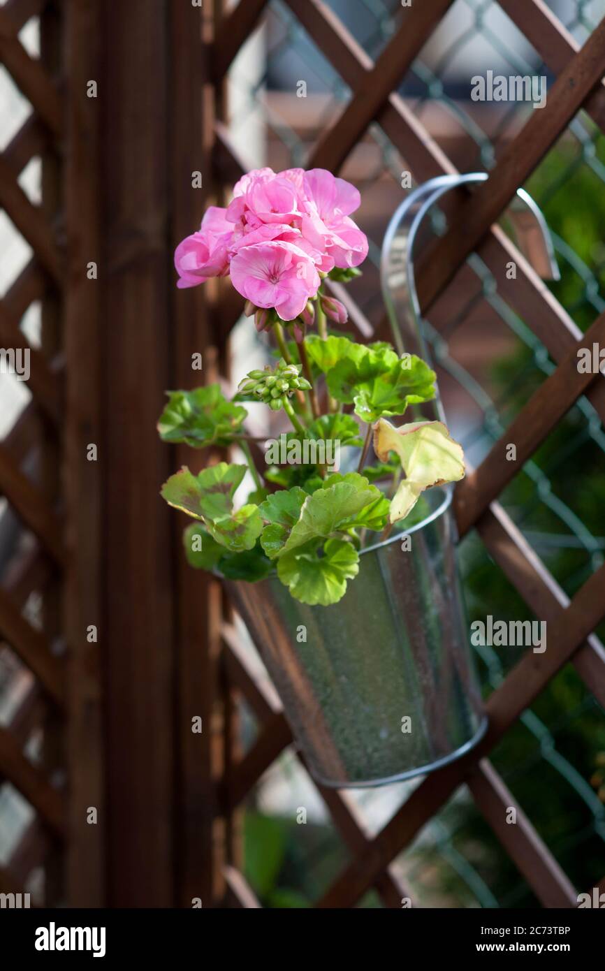 Wooden balcony geraniums hi-res stock photography and images - Alamy