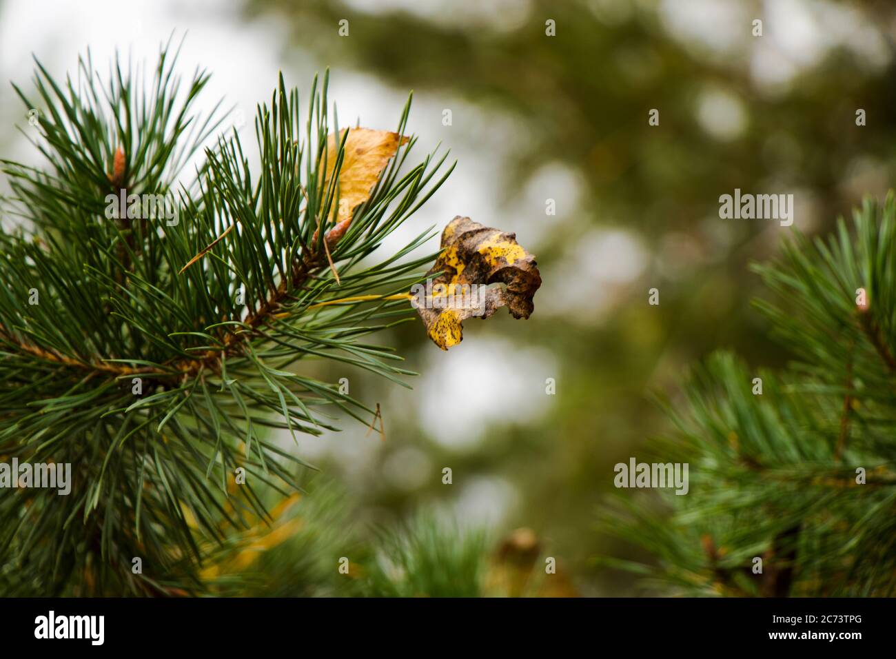 Georgian forest trees and environment,wild Stock Photo - Alamy