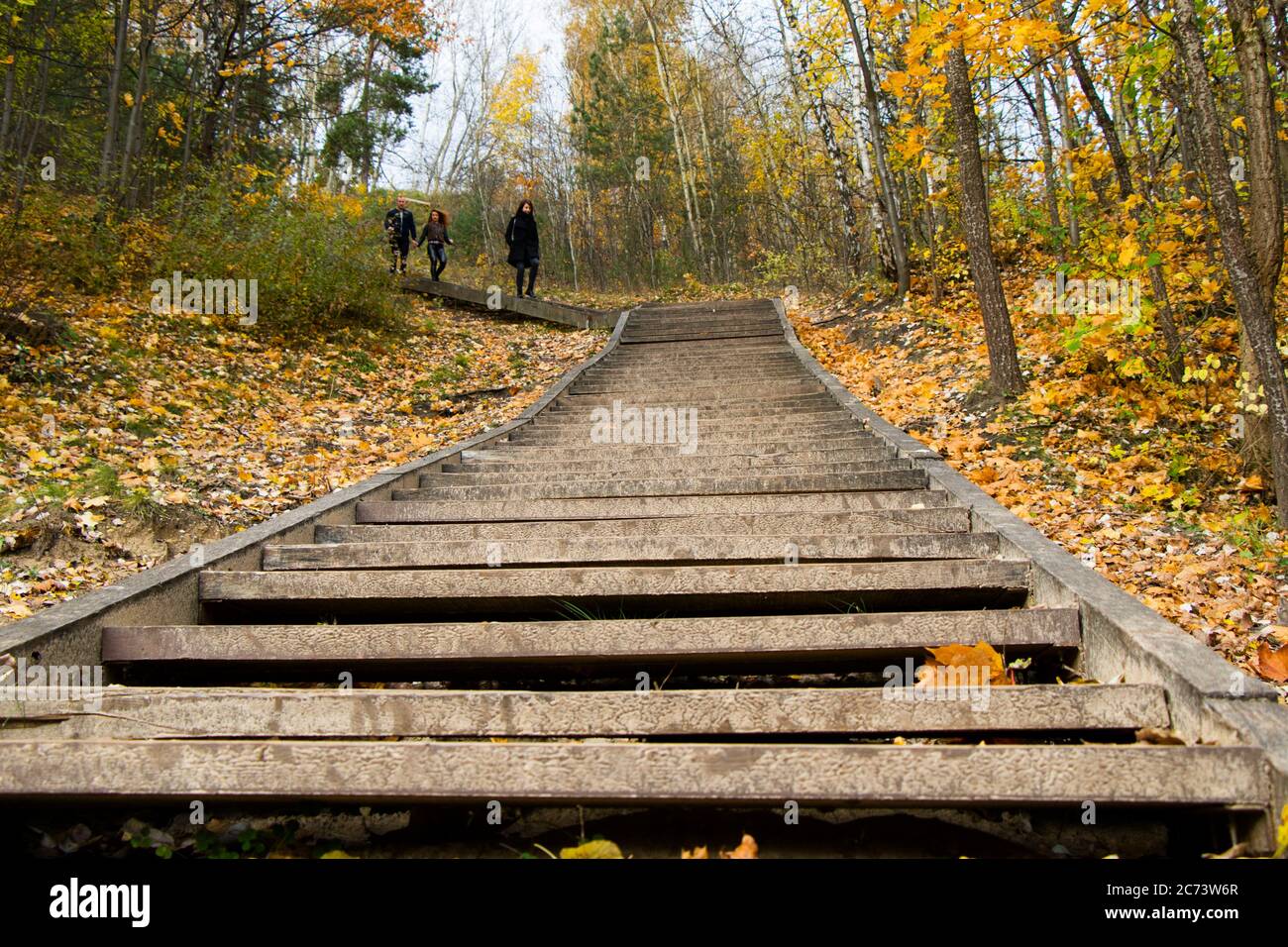 Autumn and fall park and forest trees leaves. Yellow and orange colors ...
