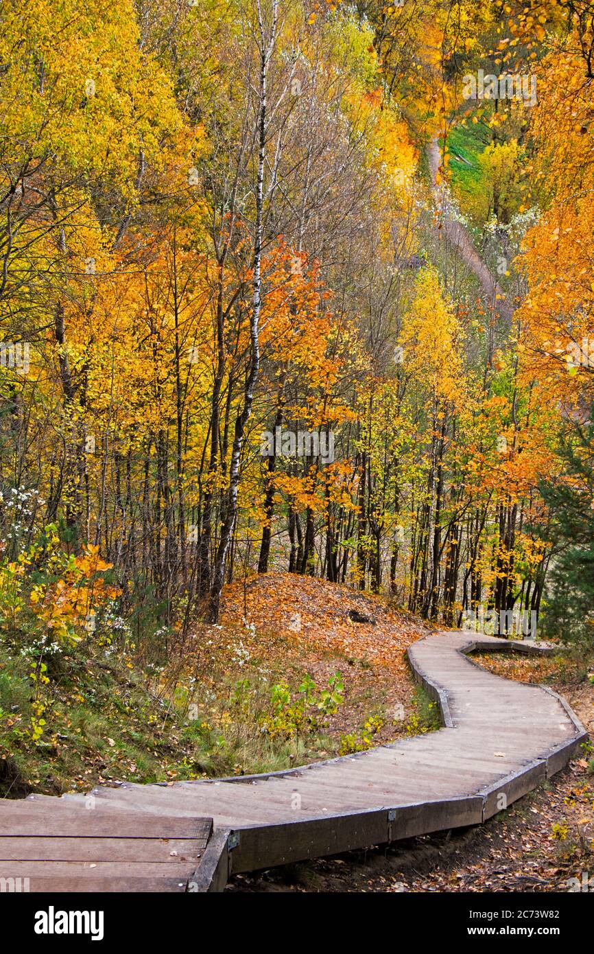 Autumn and fall park and forest trees leaves. Yellow and orange colors ...