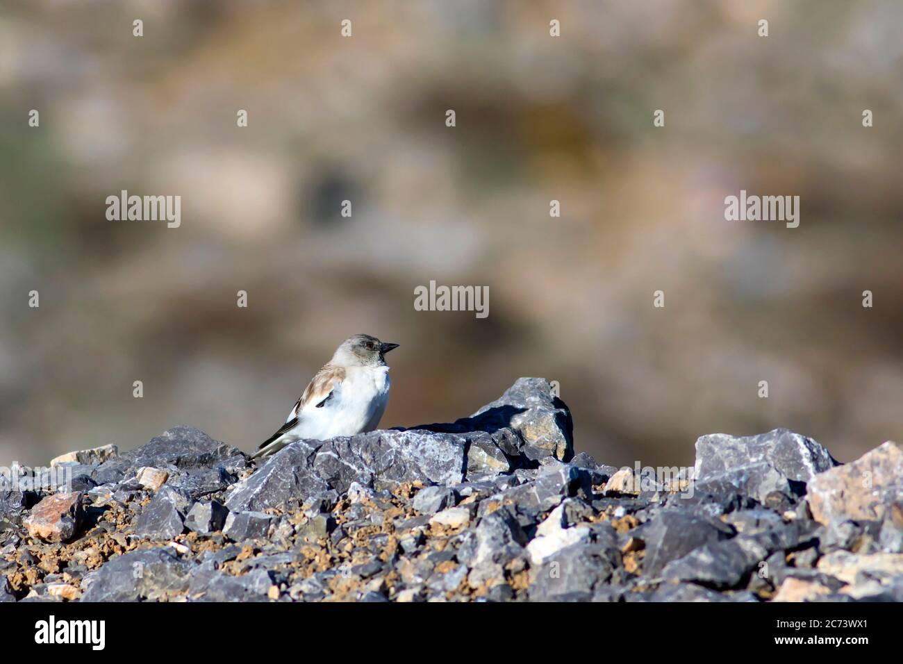 Cute bird. White winged snowfinch. Montifringilla nivalis. Nature ...