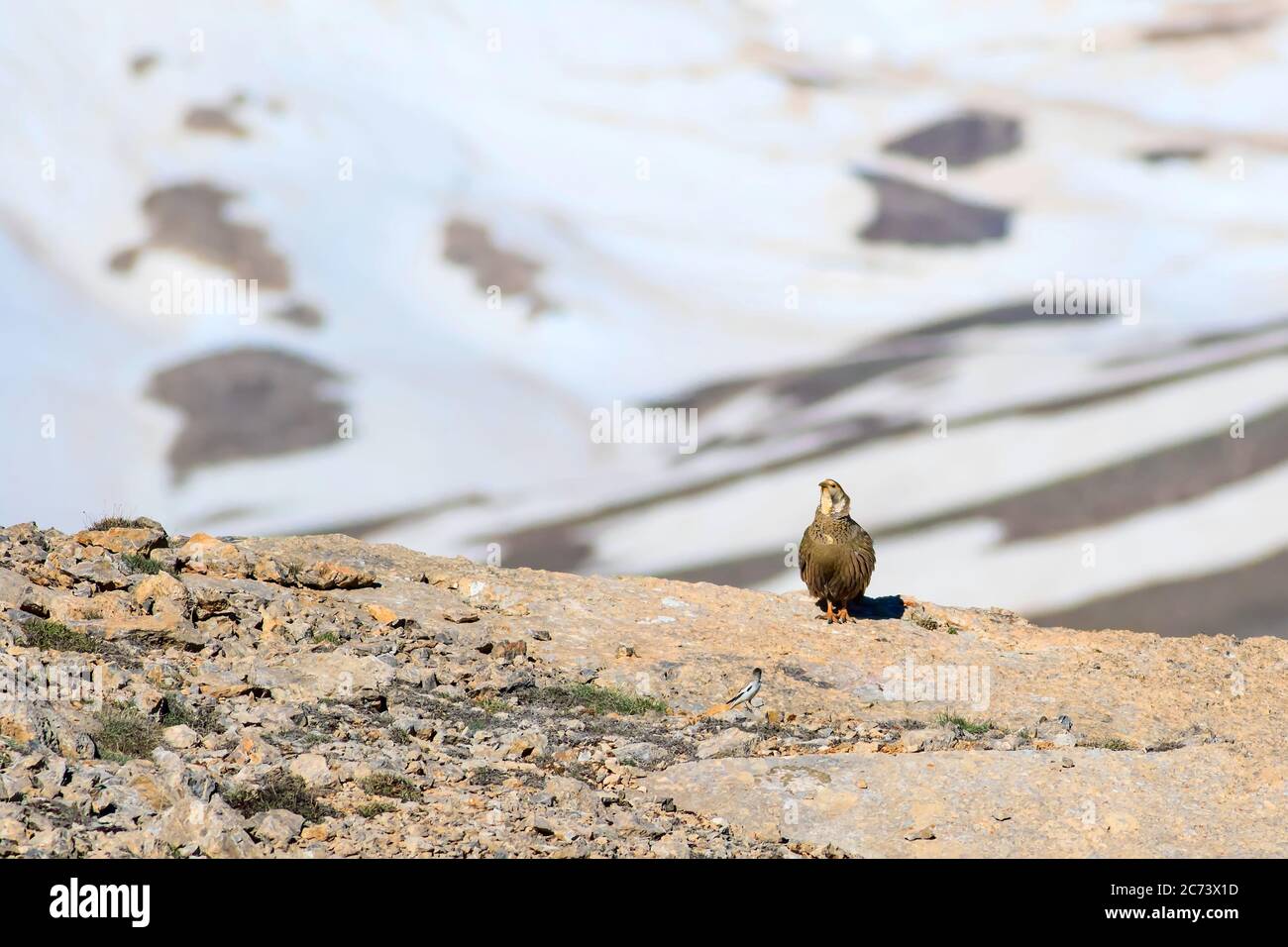 Rare partridge. Mountain background. Bird: Caspian Snowcock ...