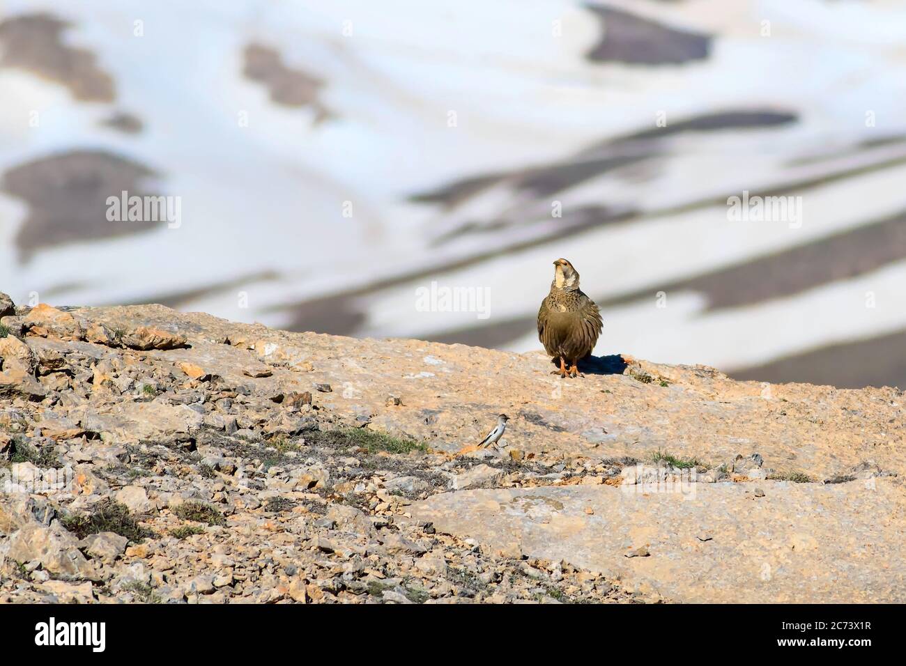 Rare partridge. Mountain background. Bird: Caspian Snowcock ...