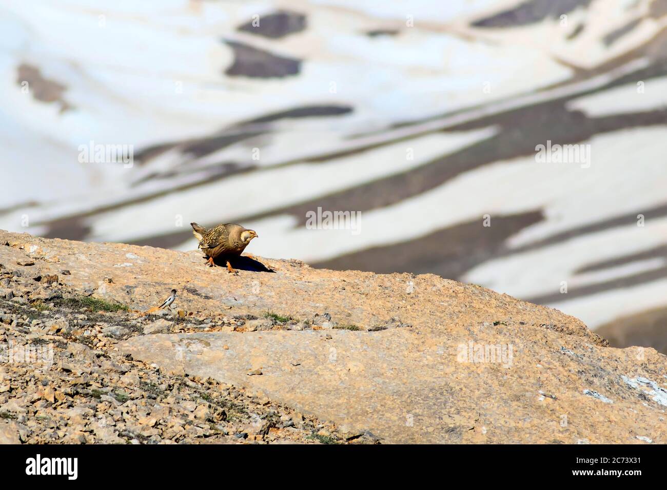 Rare partridge. Mountain background. Bird: Caspian Snowcock ...