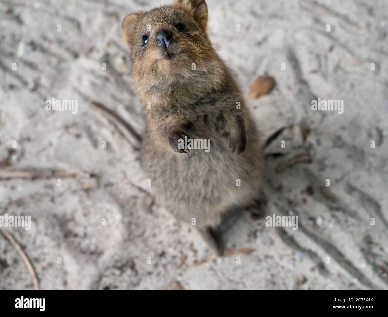 Rottnest island and quokka hi-res stock photography and images - Alamy