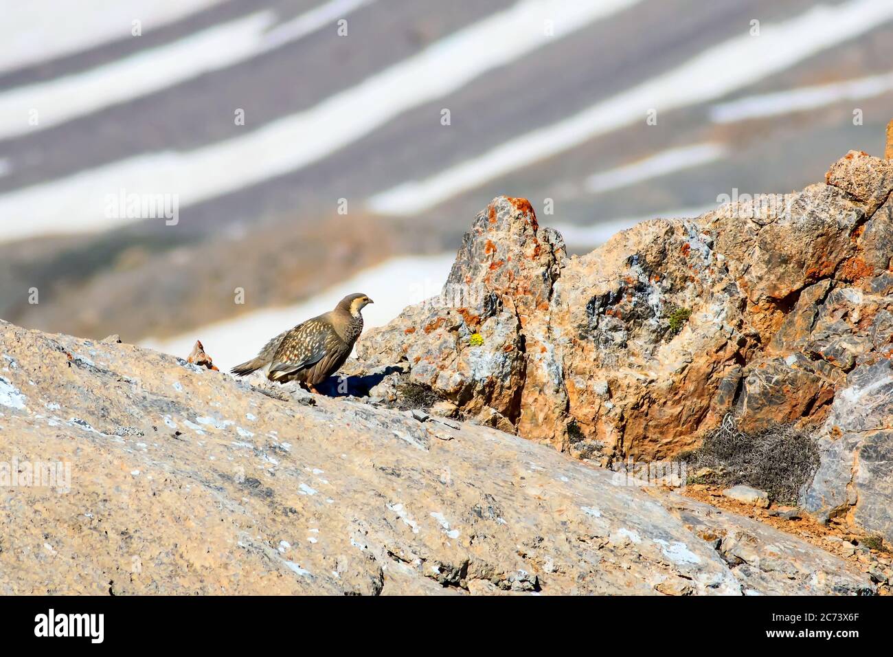 Rare partridge. Mountain background. Bird: Caspian Snowcock ...