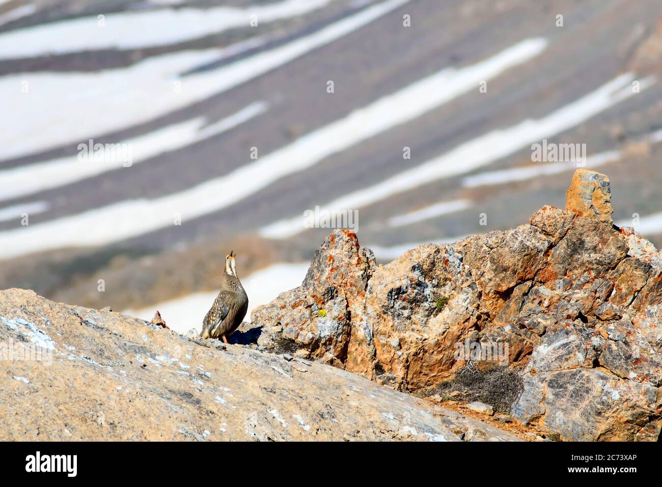 Rare partridge. Mountain background. Bird: Caspian Snowcock ...
