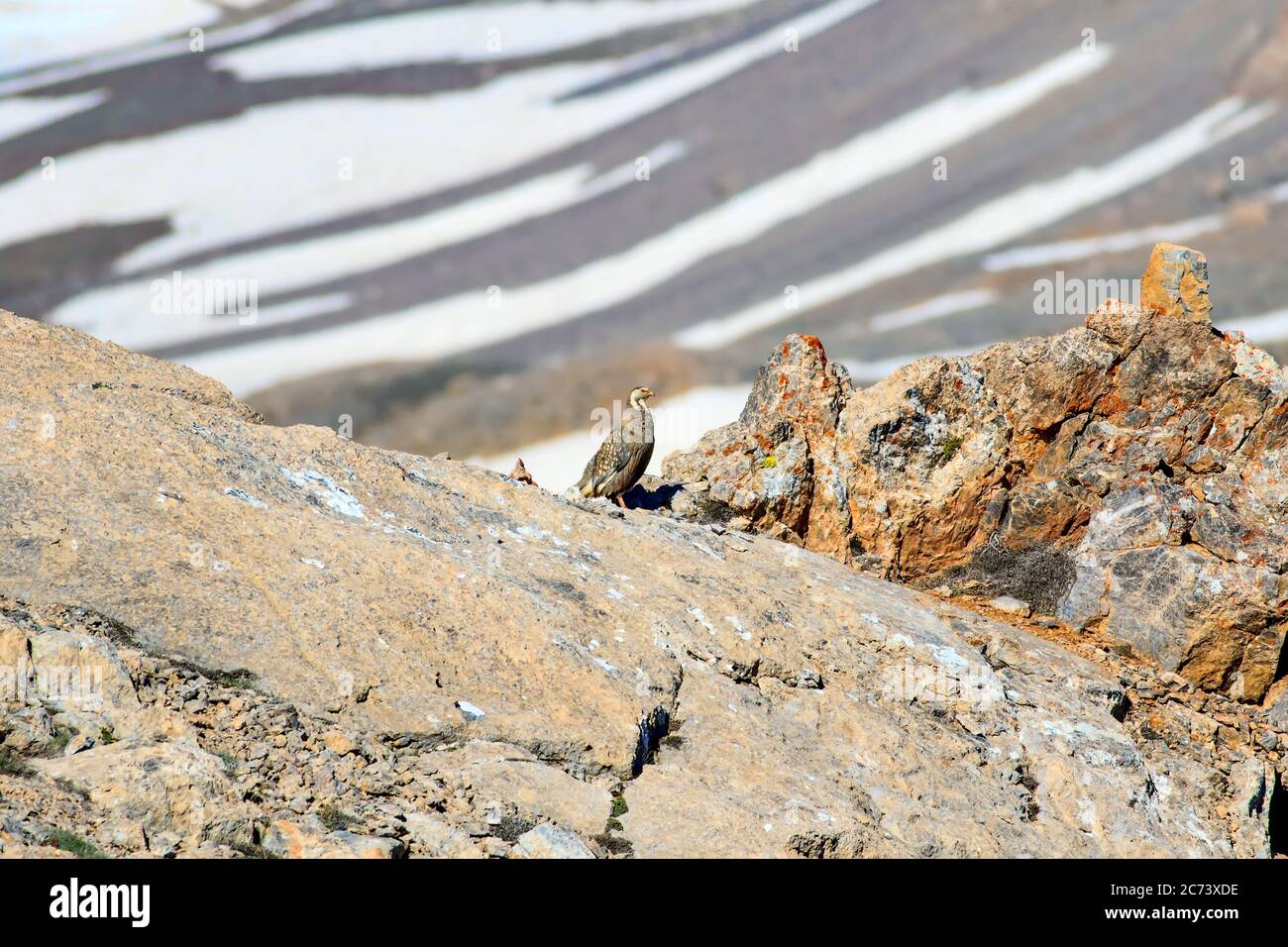 Rare partridge. Mountain background. Bird: Caspian Snowcock ...