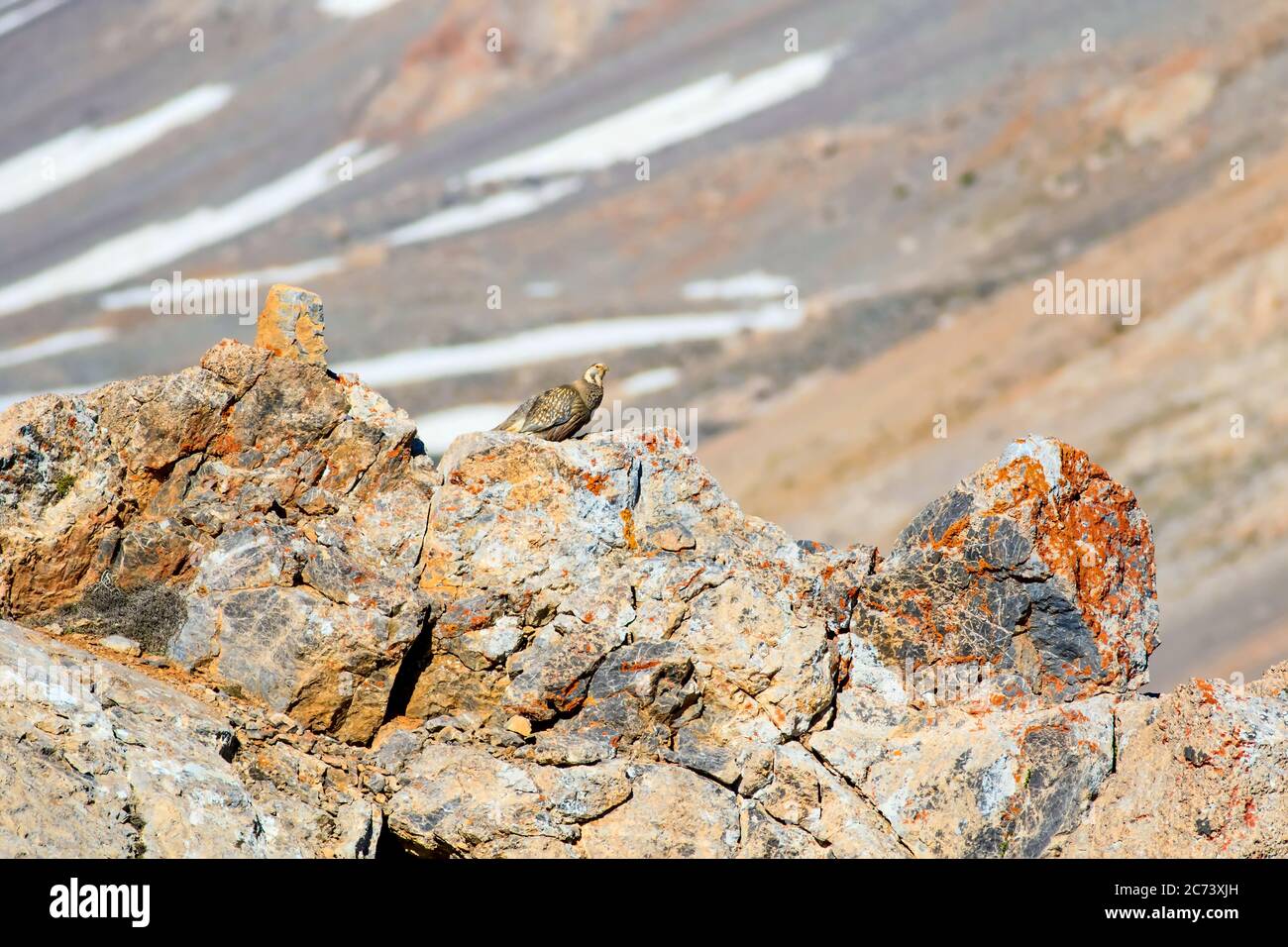 Rare partridge. Mountain background. Bird: Caspian Snowcock ...