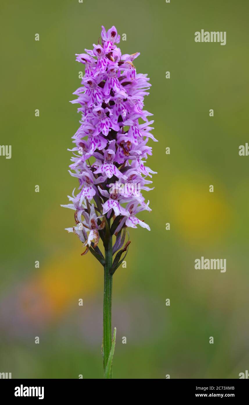 Common fragrant orchid hi-res stock photography and images - Alamy