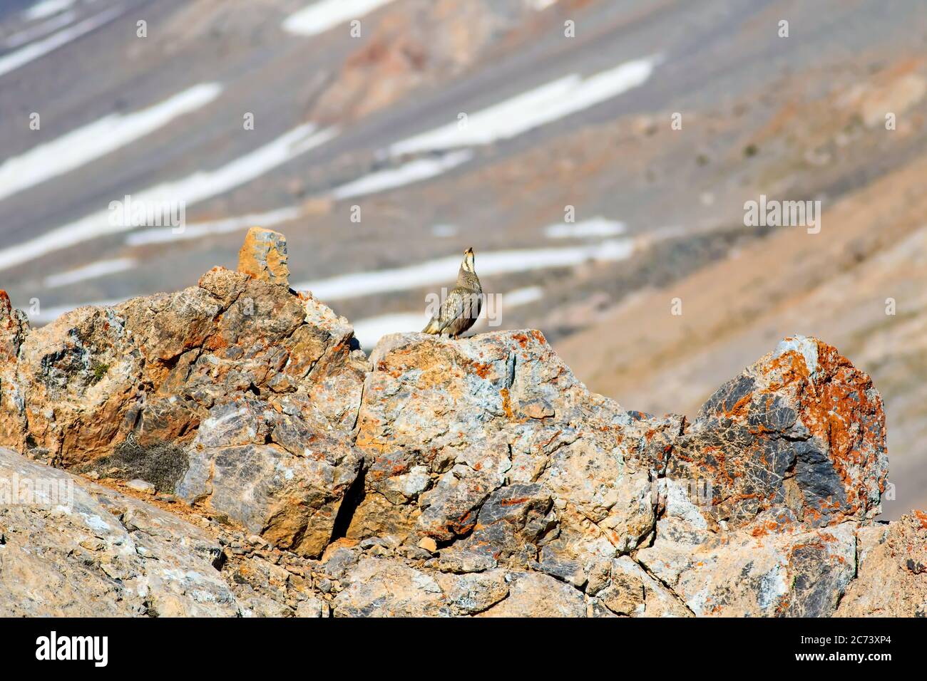 Rare partridge. Mountain background. Bird: Caspian Snowcock ...