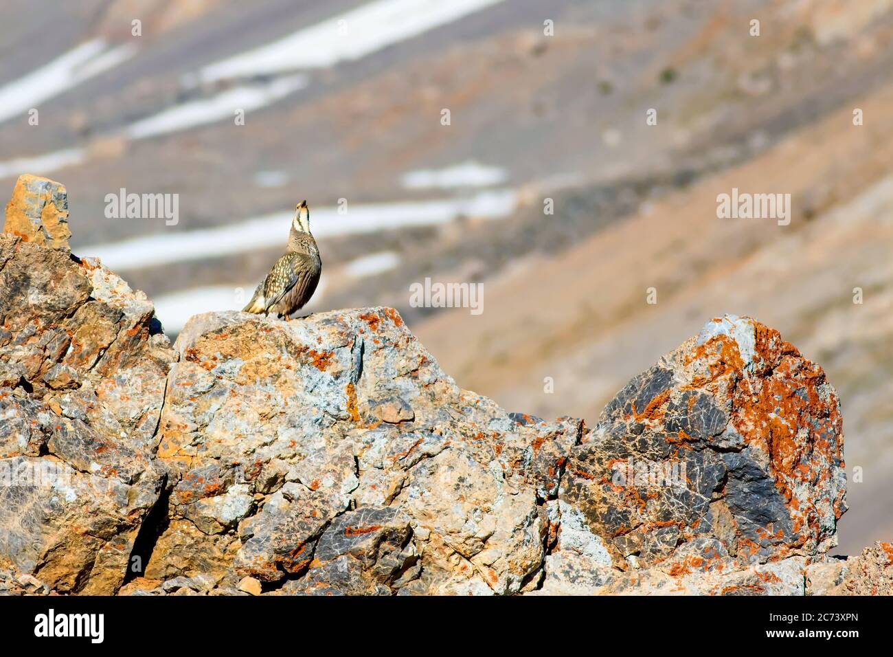 Rare partridge. Mountain background. Bird: Caspian Snowcock ...
