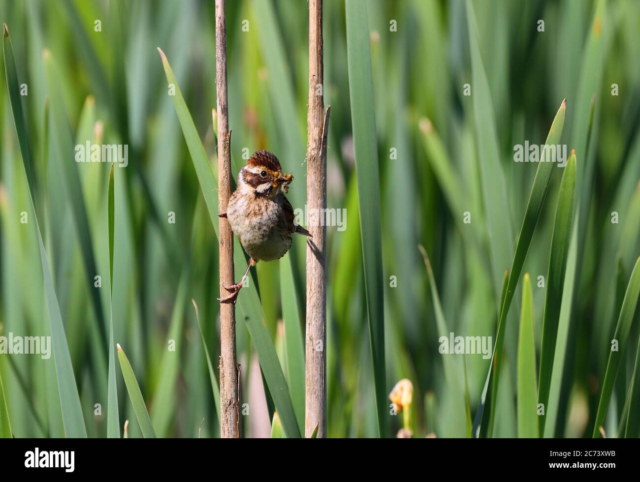 Female reed bunting perched hi-res stock photography and images - Alamy