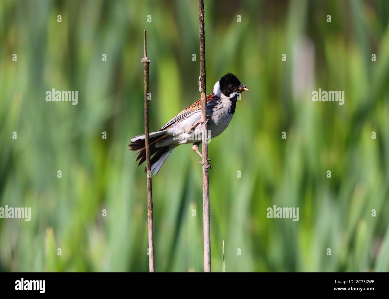 Male Reed Bunting High Resolution Stock Photography and Images - Alamy