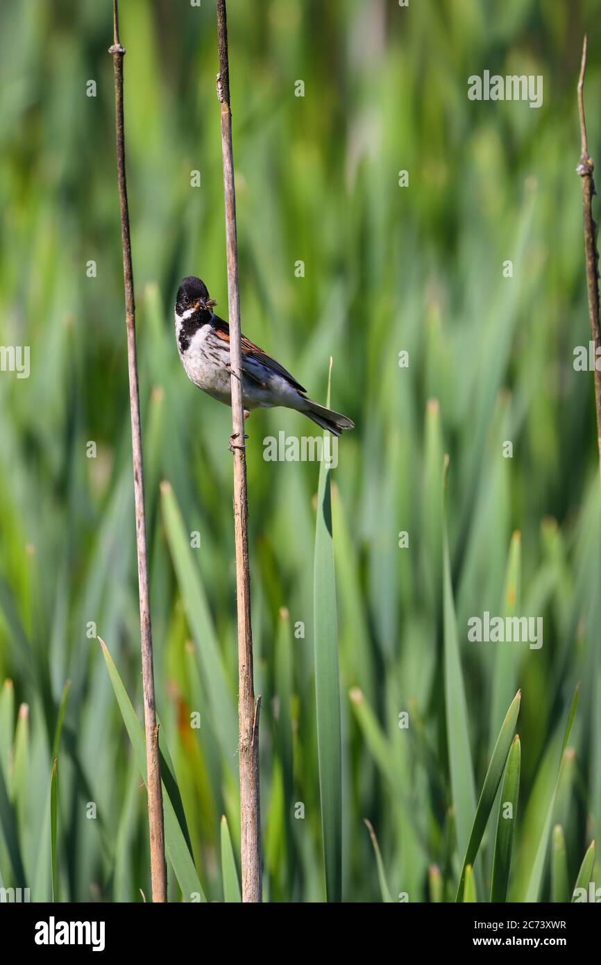 Male reed bunting hi-res stock photography and images - Alamy