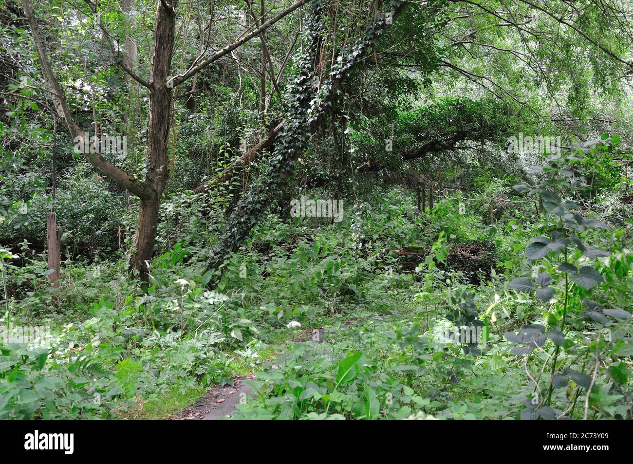 Overhanging vegetation hi-res stock photography and images - Alamy