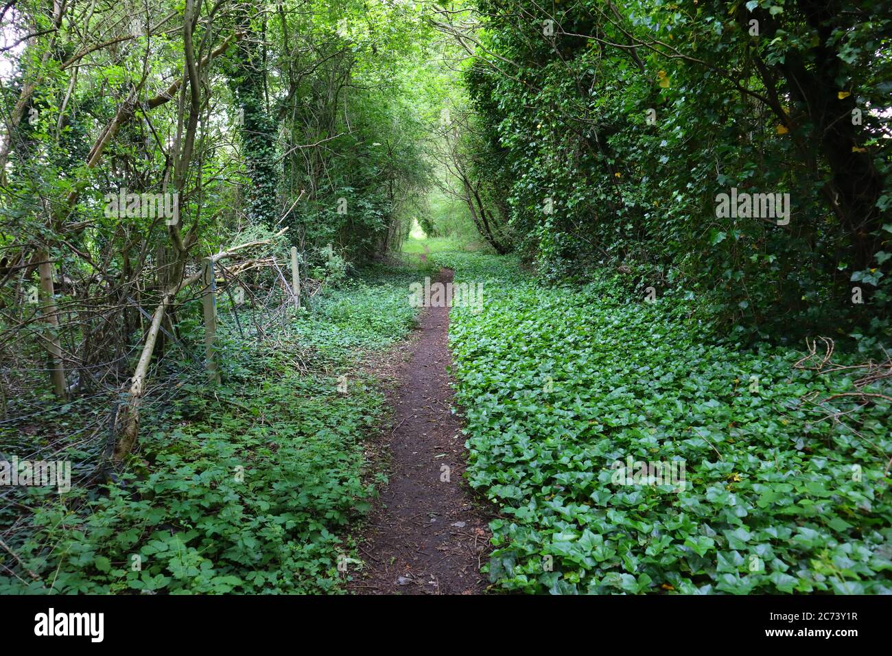 Disused Railway line used as a Footpath with Trees and Foliage in ...