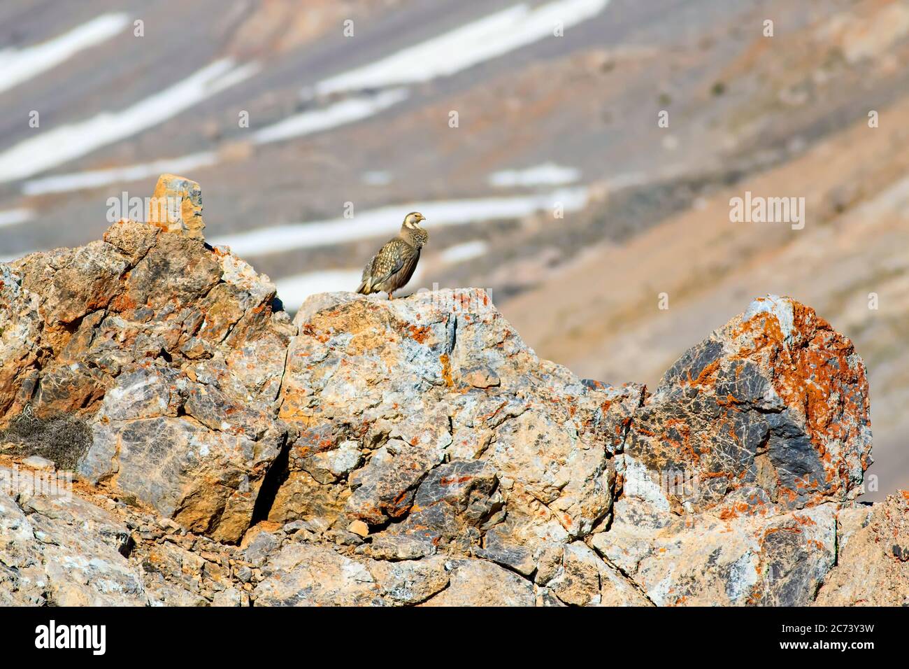 Rare partridge. Mountain background. Bird: Caspian Snowcock ...